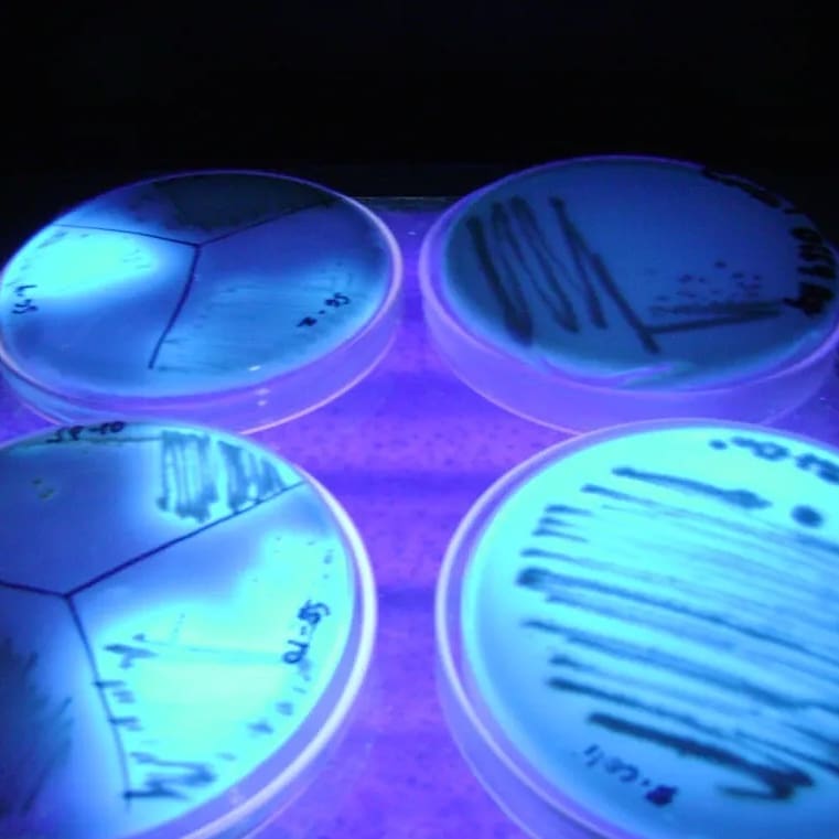 Character reveals microorganisms nature - Pinoy Scientists